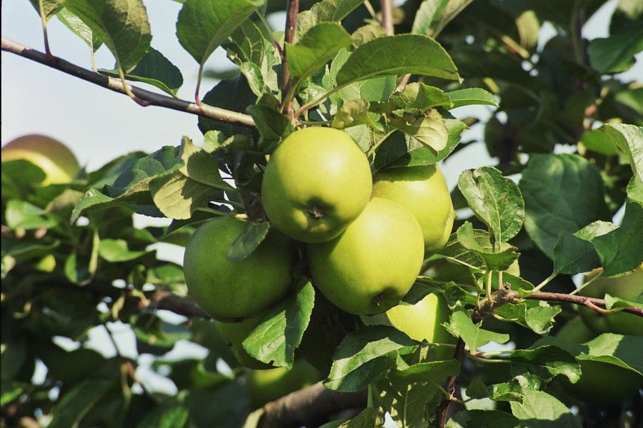 Obstplantagen Krämer - Demeterhof - Naturkost - 53340 Meckenheim